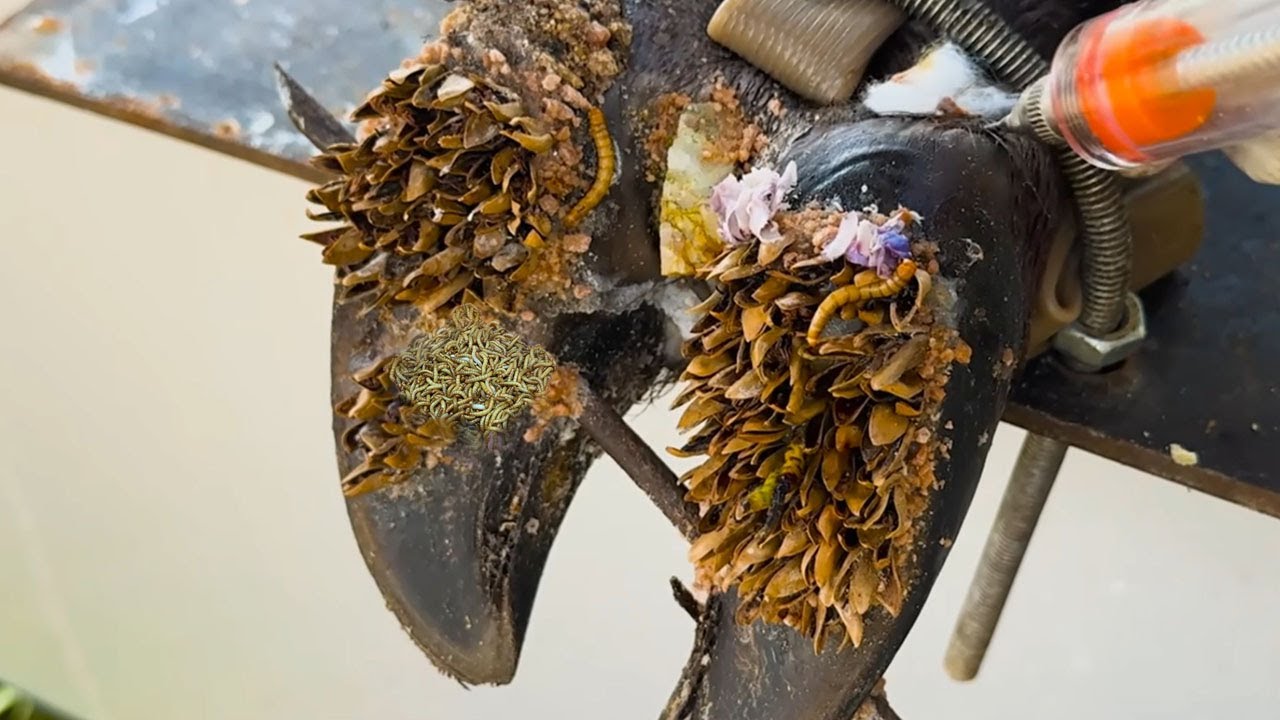 Removing worms from the cow's hooves will be done by spraying. - YouTube