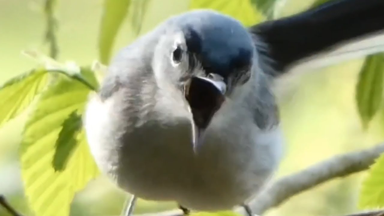 Gnatcatcher bird call / song / sound | Blue-gray - YouTube