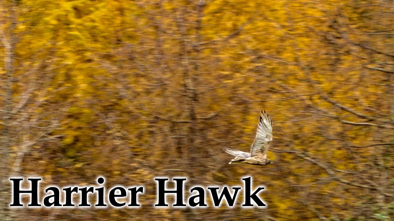 Autumn, Harrier Hawk / Kahu eats Prey Hare #4k #birds #newzealandnature ...