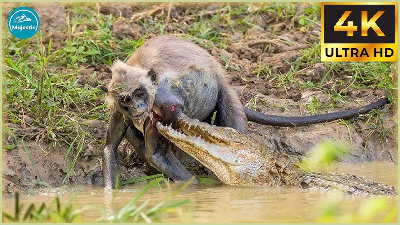 CROCODILE BATTLES: Nature’s Fiercest Predator Unleashed! | Animal ...