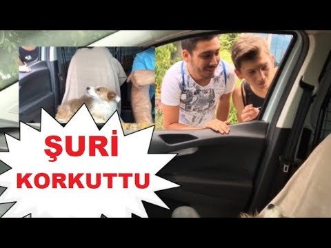 Otostop Yapıp Arabada Şuri’ yi Görenler Korkup Arkaya Geçti