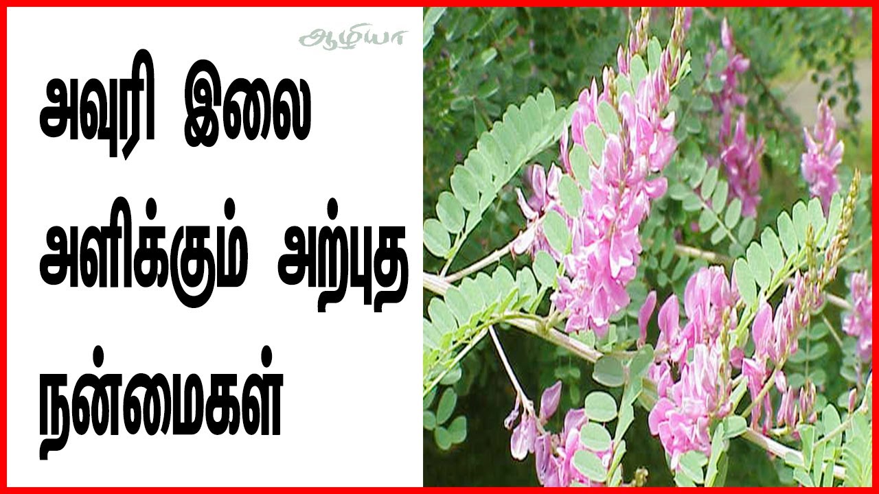 Avuri Ilai | அவுரி இலை | Tamil Health Tips | Hair Care Tips in Tamil ...