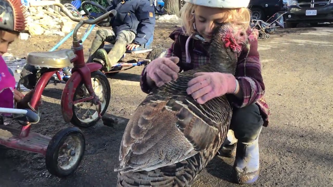 CAN A TURKEY HUG? Of Course! It’s Snuggles the Therapy Turkey!!! - YouTube