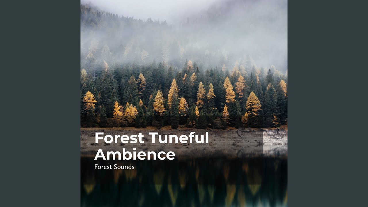Wood Forest Sound Effect - YouTube