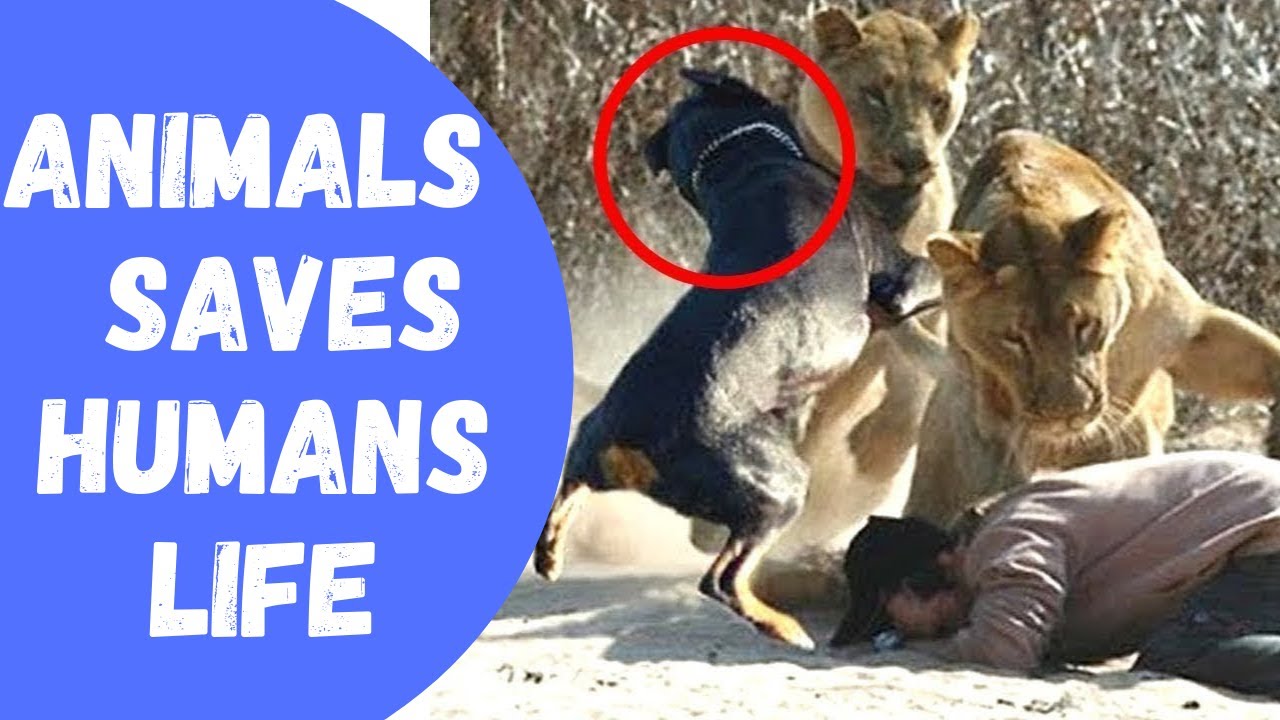 Animals that saved people's lives | Awesome animals | Animal heroes ...