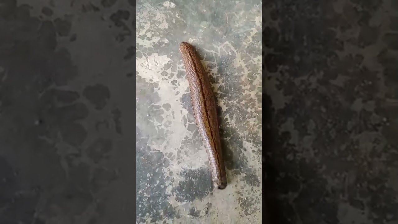 Lintah kerbau besar dan seram#shorts - YouTube