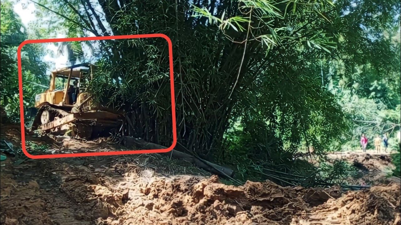 This D6R XL Bulldozer has difficulty in knocking down large bamboo ...