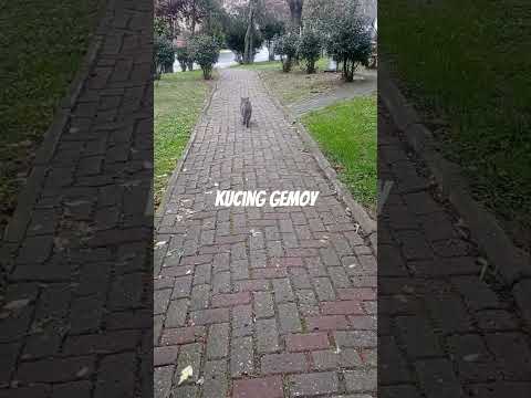 kucing gemoy pamer pantat geol geol #video #popular #istanbul #türkiye #luarnegri #cute #fyp #viral