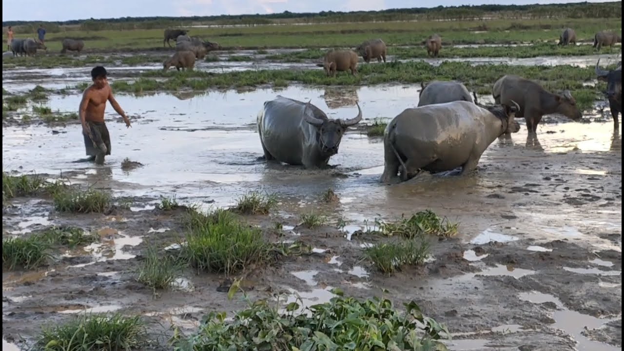 Sunset view, farmers raising buffaloes on the rice fields | daily life ...