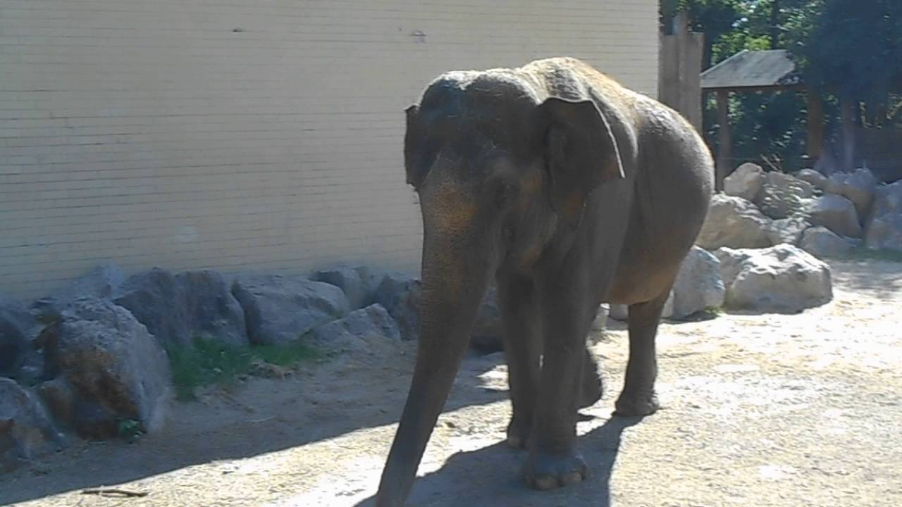Ljubljana ZOO Ganga - YouTube