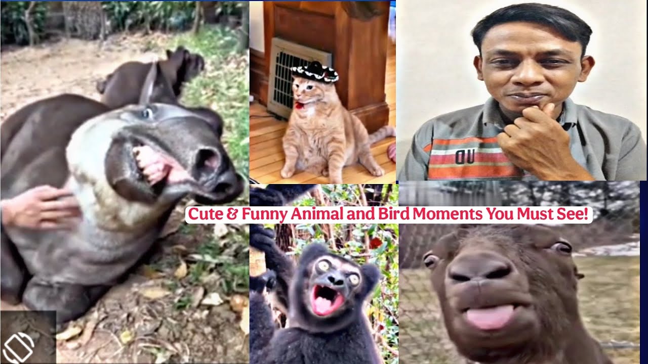Try Not to Laugh: Funniest Animal & Bird Fails!🤣😽 - YouTube