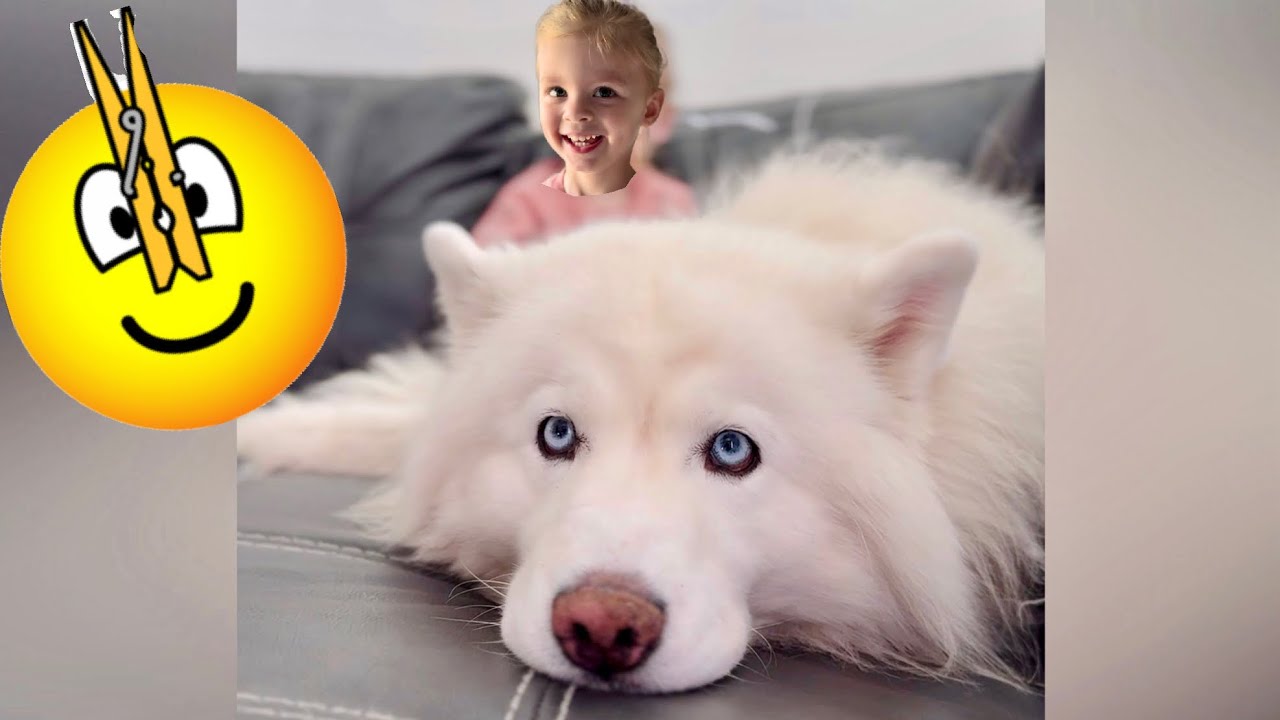 Making Her Stinky Husky Smell Better #husky #huskies - YouTube