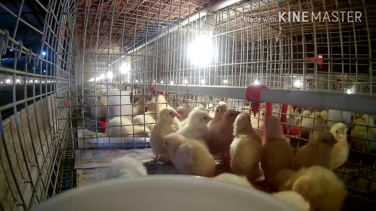 Layer Chicks Brooding Full Night - YouTube