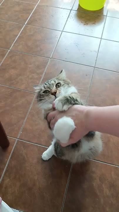 У котика время игр 😂какая тут работа ☺️ Cat забавныекоты кот Cute