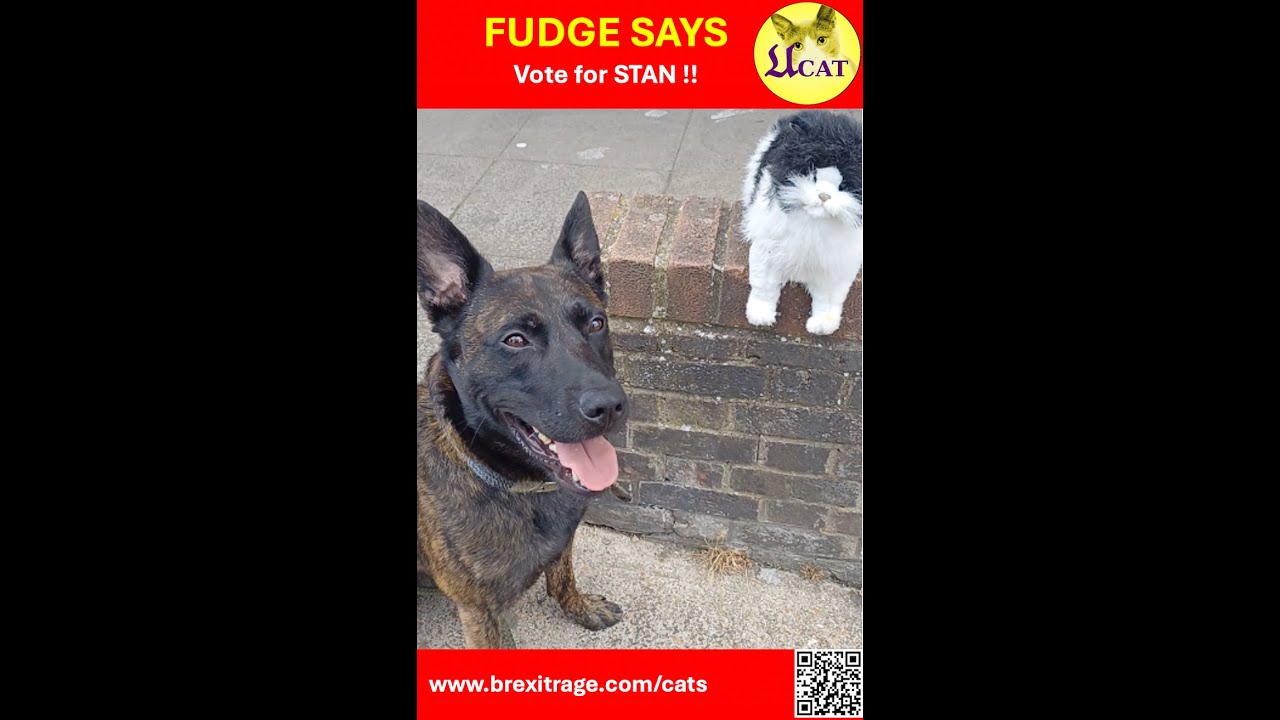 Fudge the Alsatian finally endorses Stan the Cat for MP - YouTube