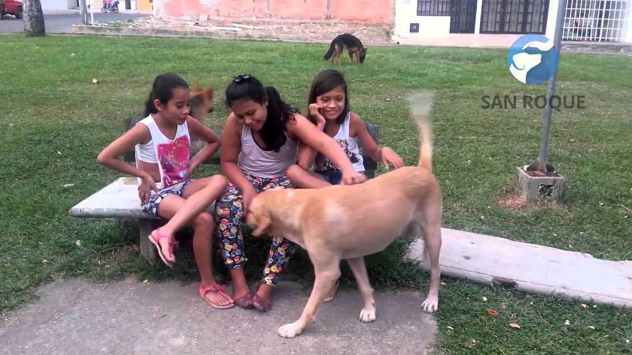 DE PERRO CALLEJERO A PERRO LAZARILLO - YouTube