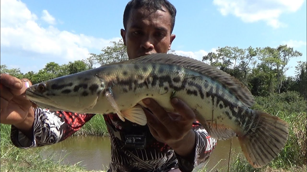 Pertama kali mancing ikan Toman menggunakan teknik dasaran || Mancing ...