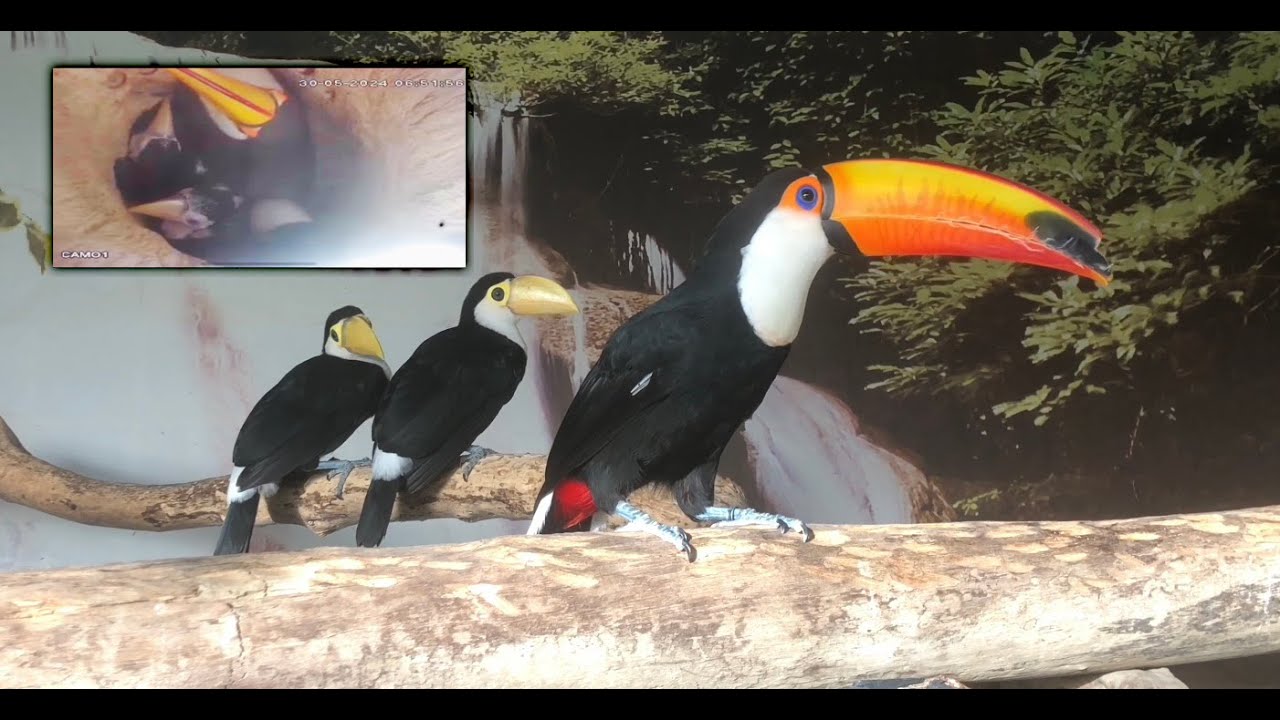 Baby Toco Toucan: Day 1 to 150 days old ,with parents . - YouTube