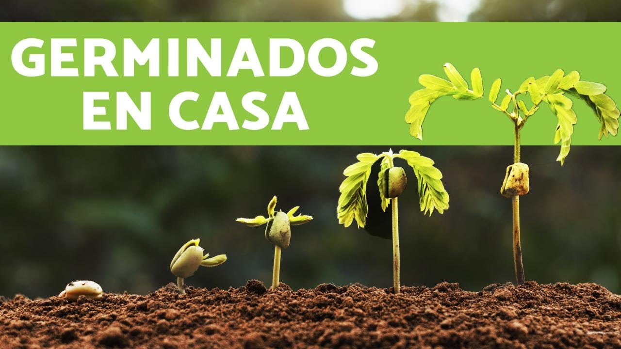 CÓMO HACER GERMINADOS de LENTEJAS EN CASA - YouTube
