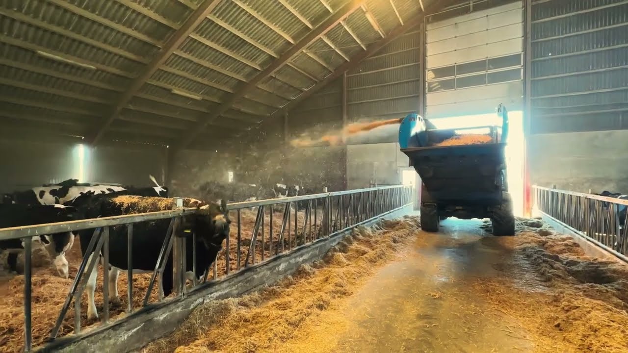 STRAW RELAX | CUTTING AND SPREADING OF STRAW - YouTube