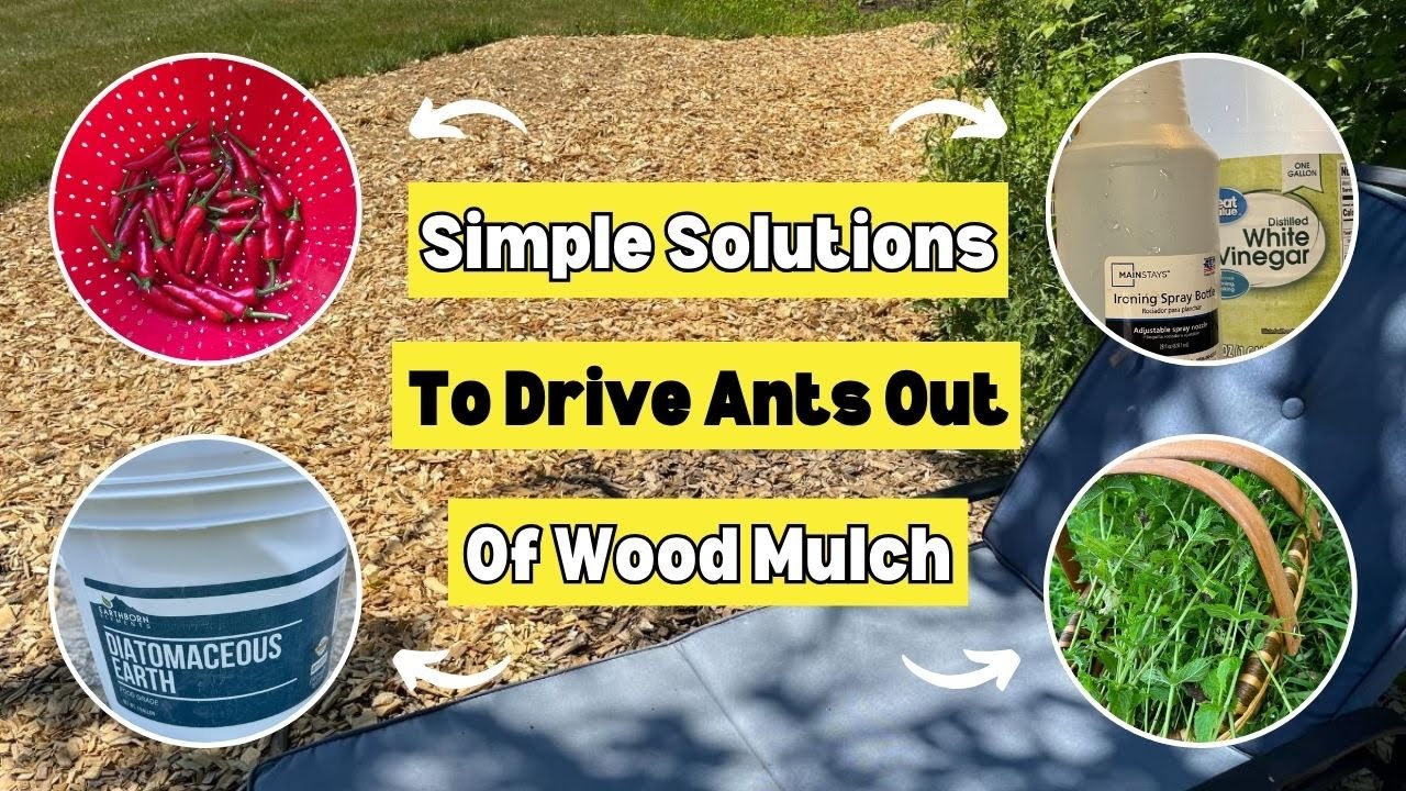 Super, Simple Solutions to Drive Ants Out of Wood Mulch and Wood ...