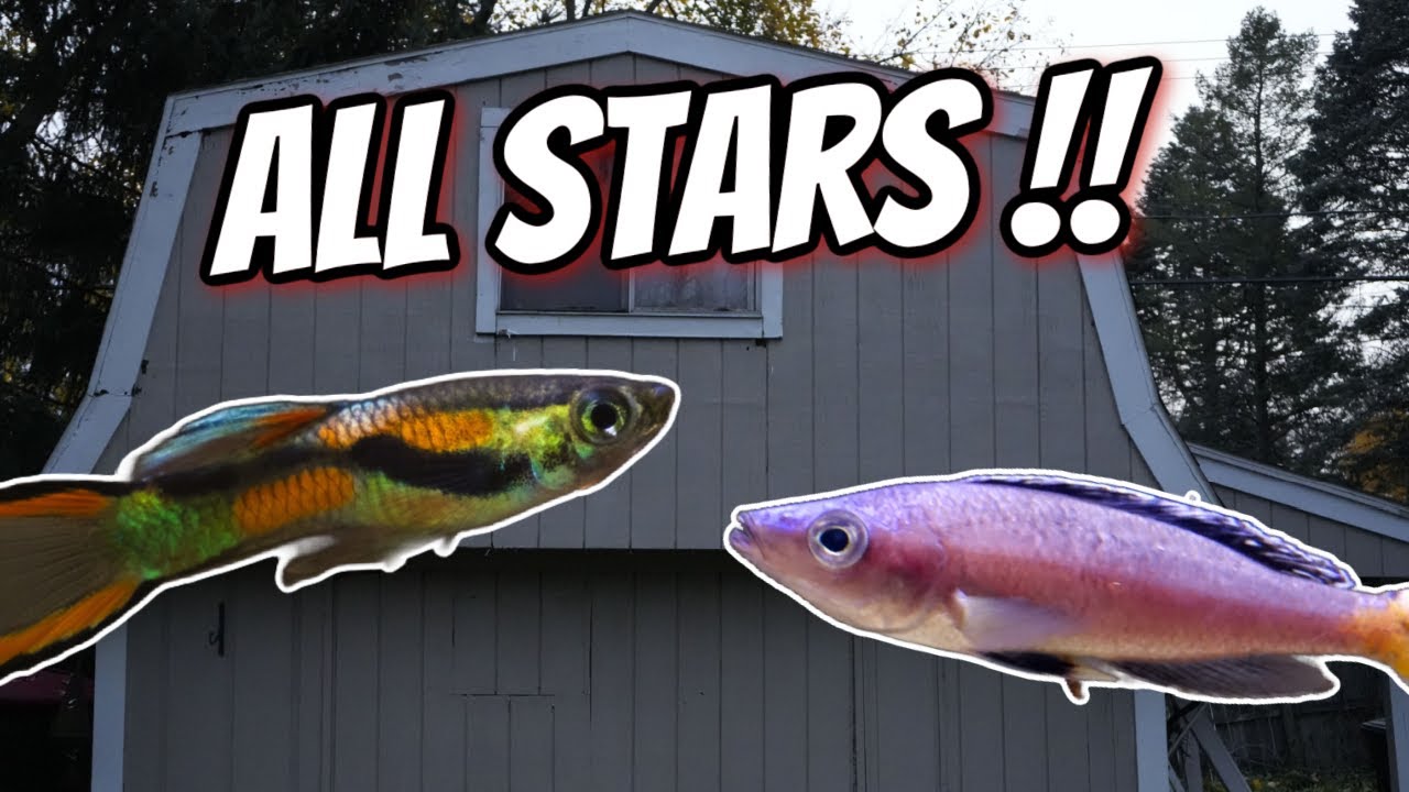 My Top 5 Favorite Fish of All Time in the Fish Barn! - YouTube