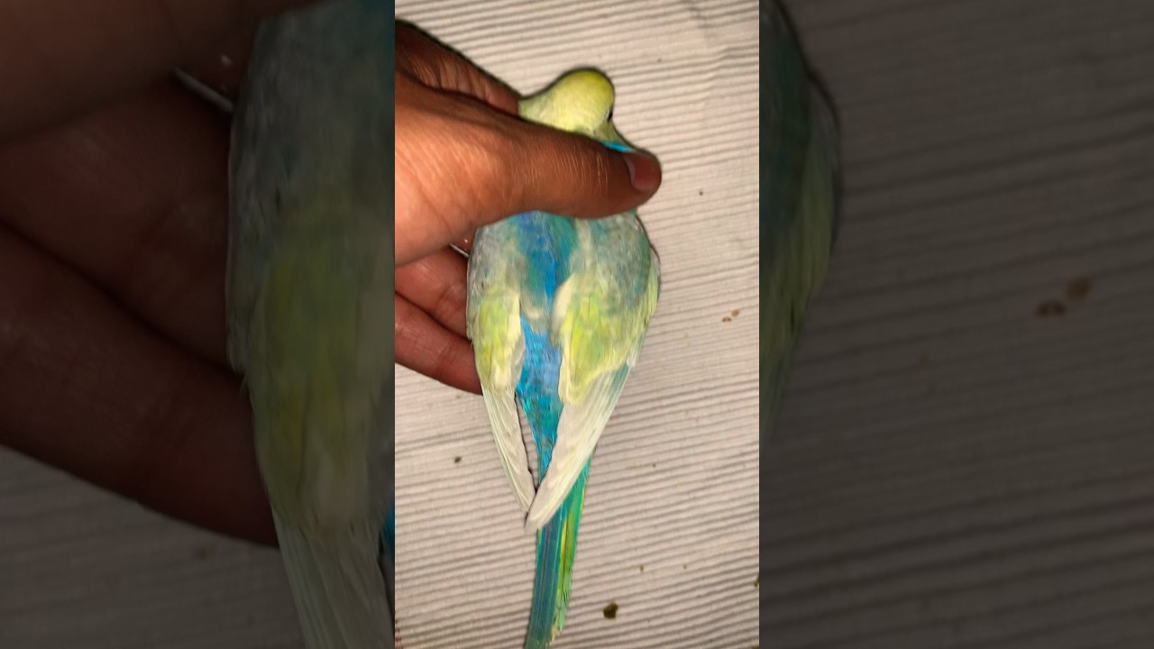 Patha CLEARWING #budgies rainbow - YouTube