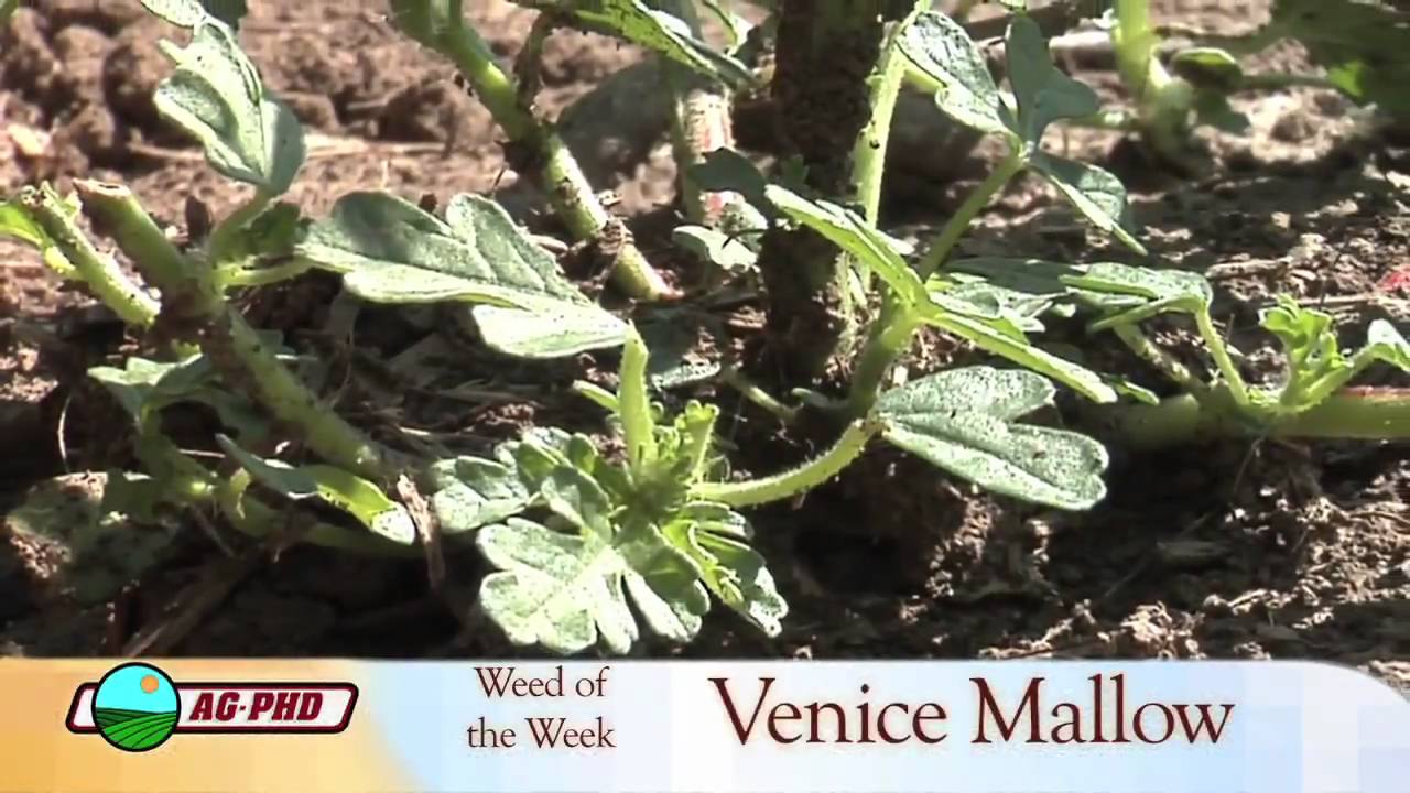 Weed of the Week #621-Venice Mallow (From Ag PhD #621 2/28/10) - YouTube