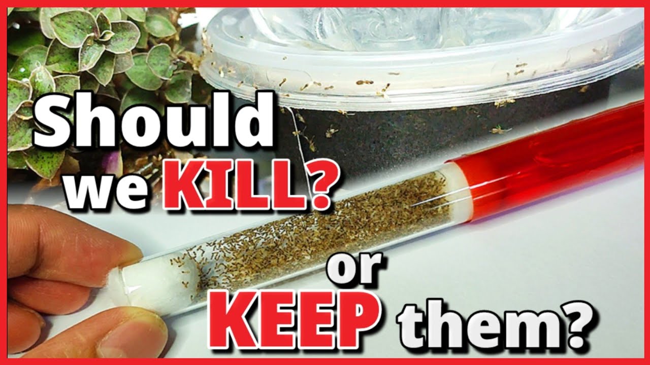 How to collect a WILD ANT COLONY | D colony - YouTube