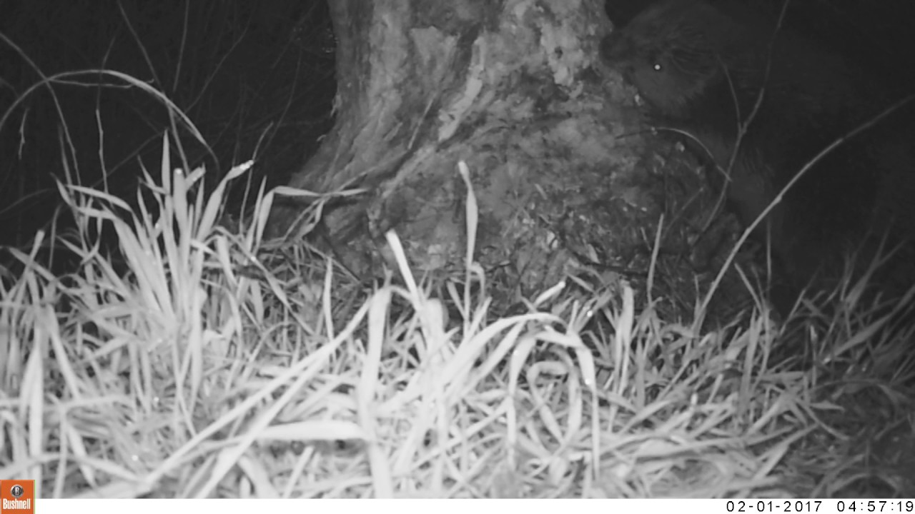 Beaver Feeding on Willow Tree - YouTube