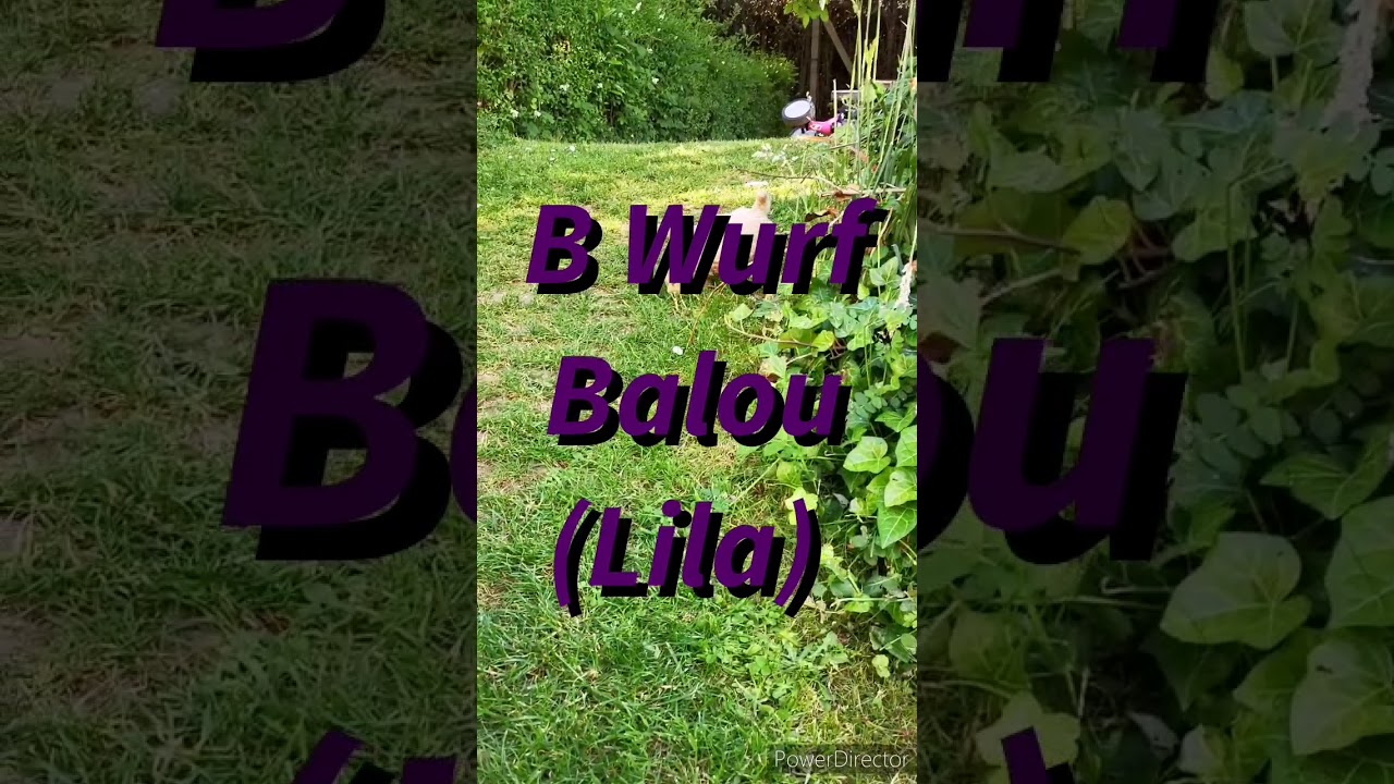Balou - YouTube