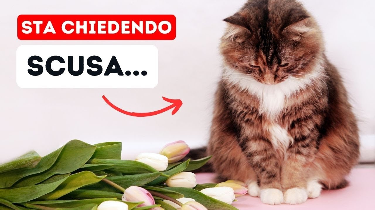 7 MODI Inaspettati in cui il tuo Gatto ti Chiede Scusa - YouTube