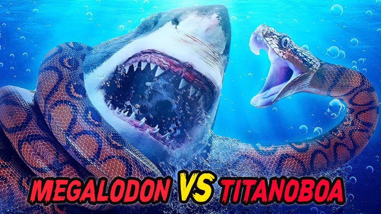 Siapa Pemenangnya? Pertarungan Megalodon VS Titanoboa - YouTube