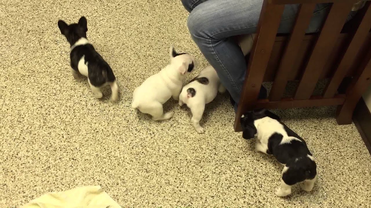 Frenchies fun at the Vet - YouTube