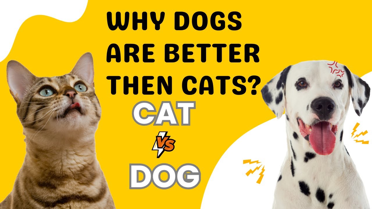 Why Dogs Make Better Pets Than Cats - The TRUTH Revealed! - YouTube