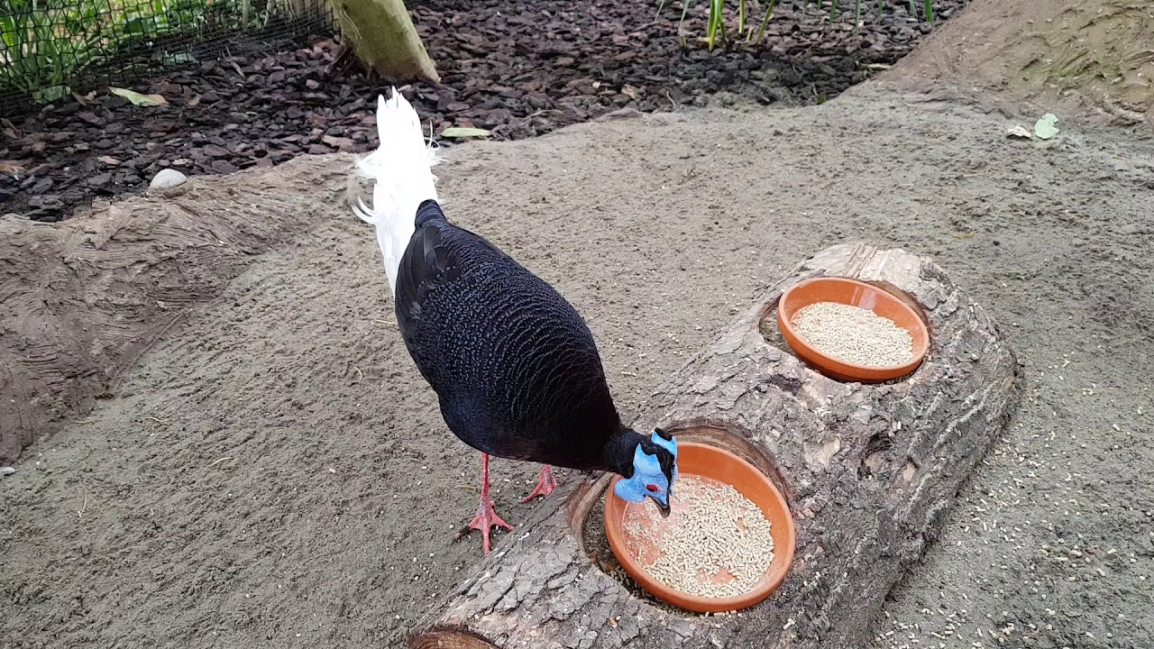A male of Bulwer's wattled pheasant - YouTube