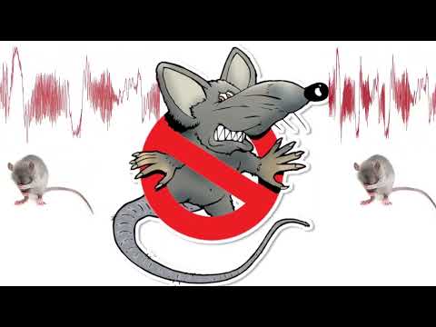 Gli ultrasuoni uccidono topi e ratti. I topi lasceranno la tua casa.