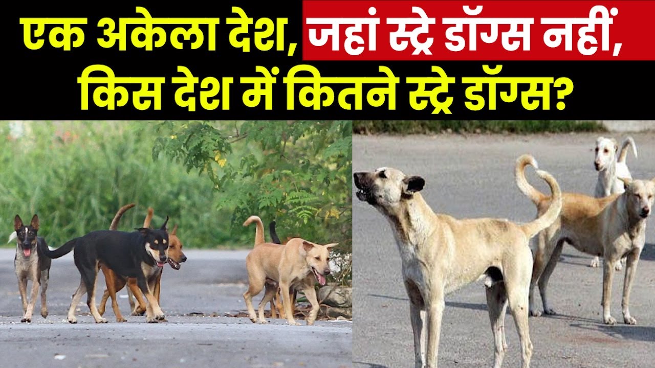 Country Without Stray Dogs । इस देश में ‘स्ट्रे डॉग’ नहीं मिलेंगे, भारत ...