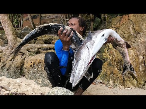 Will a barracuda bite an attack without you trouble it - YouTube