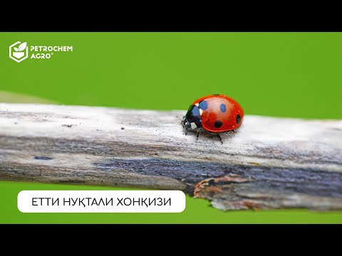 ЗАРАРКУНАНДАЛАРГА ҚАРШИ БИОЛОГИК КУРАШДА ФОЙДАЛИ ҲАШАРОТЛАР — ЕТТИ НУҚТАЛИ ХОНҚИЗИ