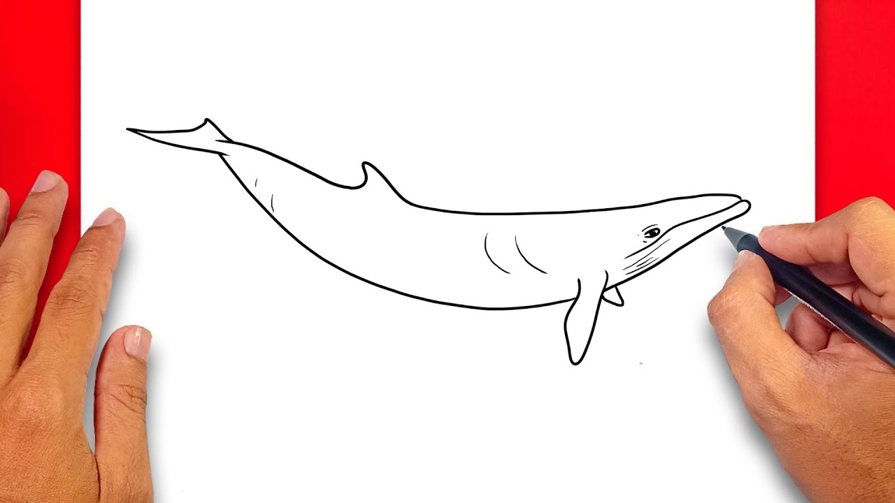 How to draw Minke Whale - Whale Drawing Tutorial - YouTube