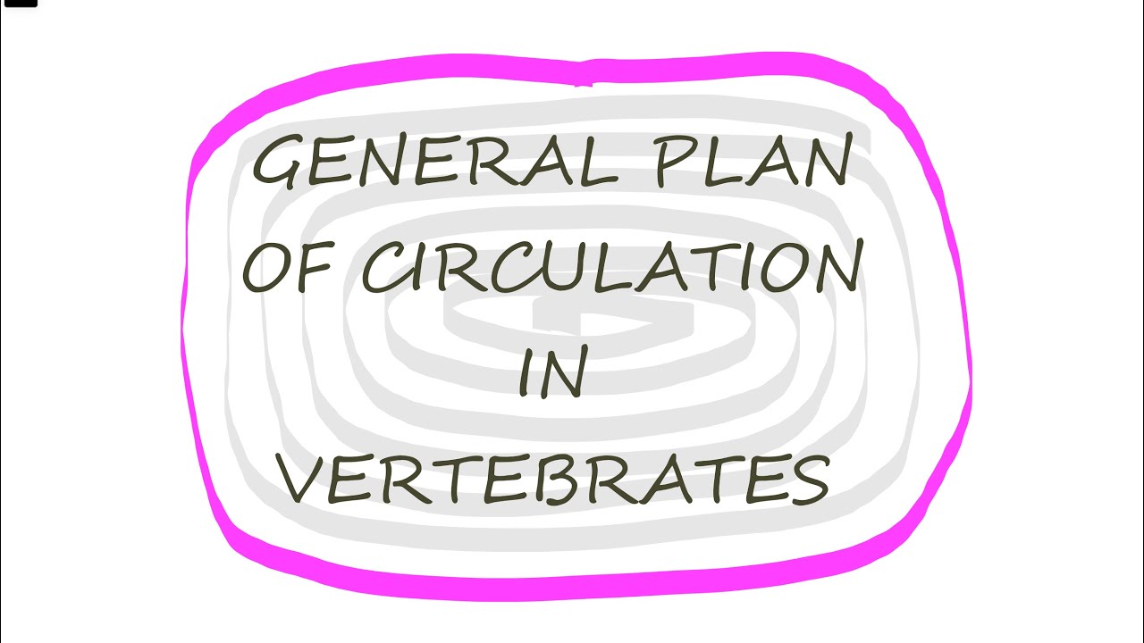 SEM II / 30. GENERAL PLAN OF CIRCULATION IN VERTEBRATES. - YouTube