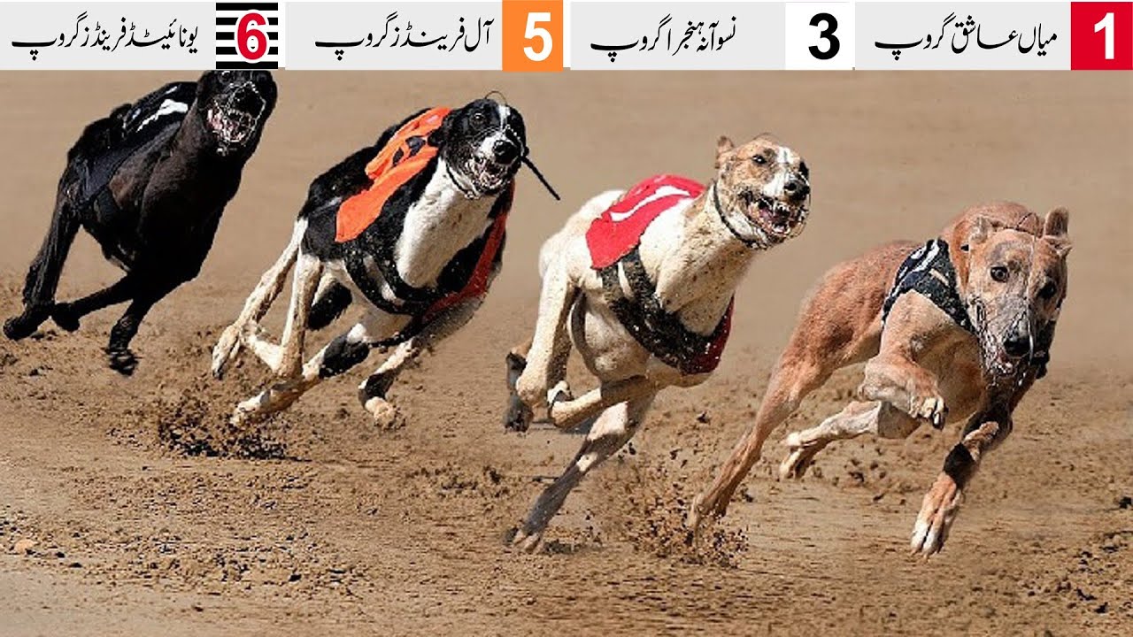 dog Race | ireland with UK Greyhound Pakistan Greyhound racing #dog # ...