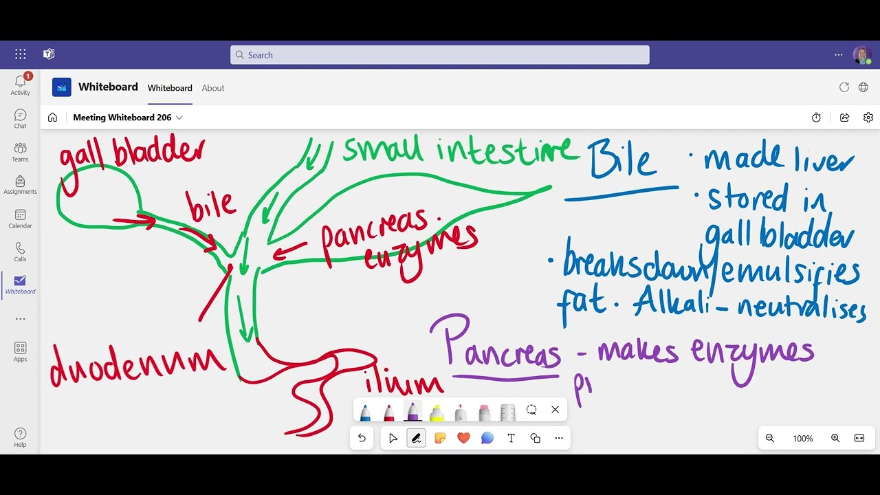 BTEC Human Biology unit 1 - revision - Digestive system - YouTube