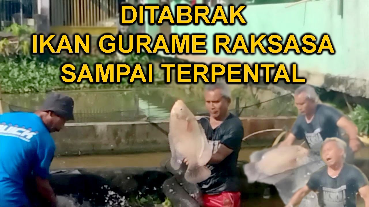 NGOYOD NANGKAP IKAN GURAME RAKSASA YANG NANGKAP SAMPAI TERPENTAL ...