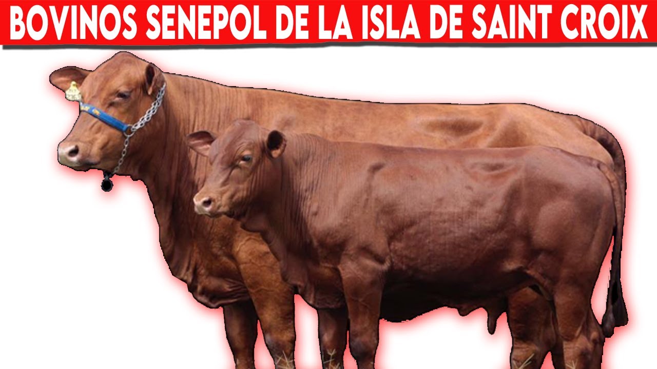 🔴 Bovinos Senepol La Raza Que Lo Tiene Todo Ganado Bovino - YouTube