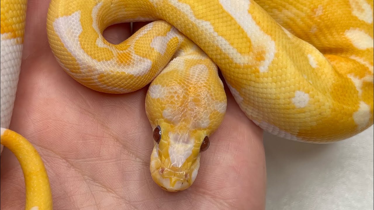 Unboxing Visual Triple Recessive Ball Python from Tallgrass Reptiles! - YouTube