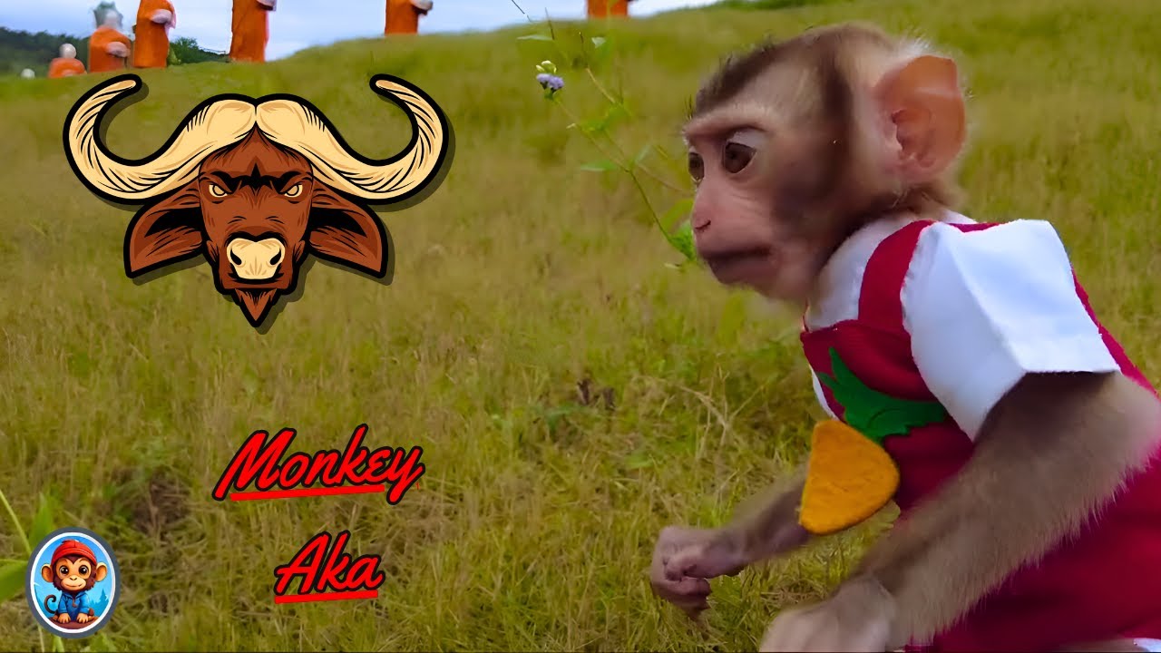 Baby monkey BonBon is taken to the park by his father | Monkey Aka ...