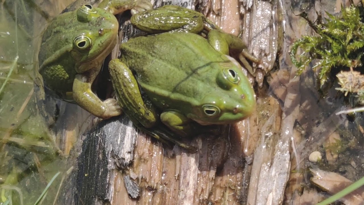 Meie Mets 7. osa - Loodus - YouTube