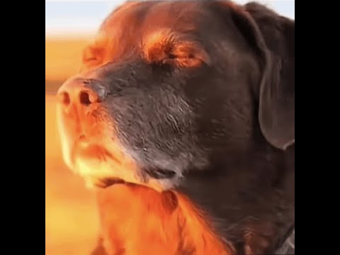 Wallahi bro is finished - YouTube